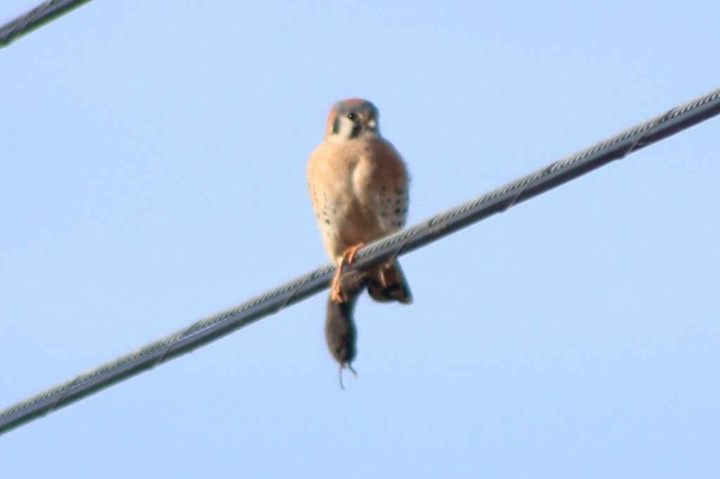 Northern American Kestrel from Union County, OR, USA on December 28 ...