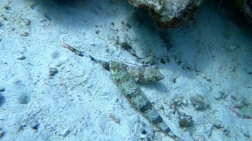 Synodus from Koh Rok Noi, Trang, Thailand on December 29, 2023 at 02:38 ...