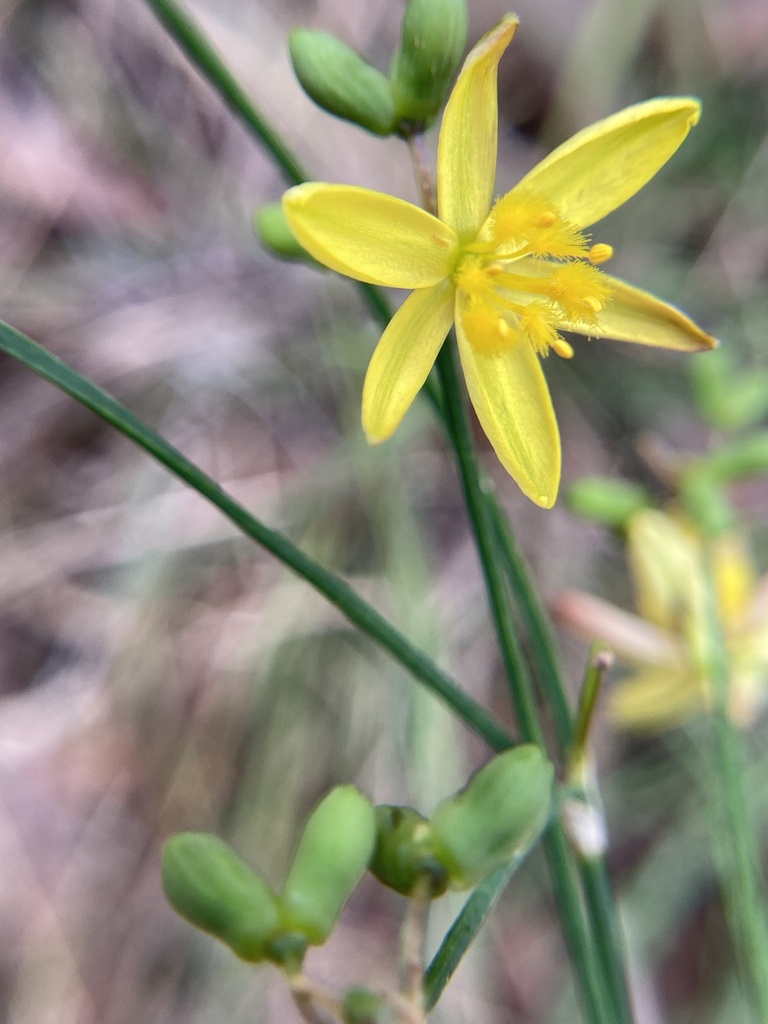 yellow rush-lily from Westering Rd, Christmas Hills, VIC, AU on January ...