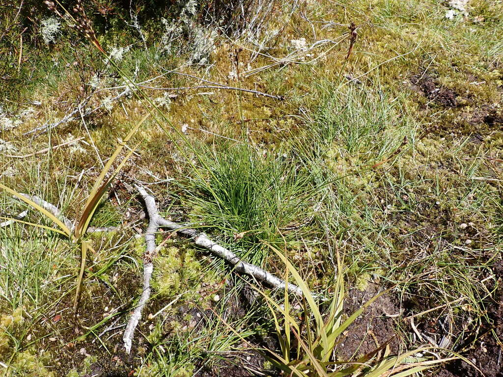 heath rush from Lewis Pass, New Zealand on January 3, 2024 at 12:29 PM ...