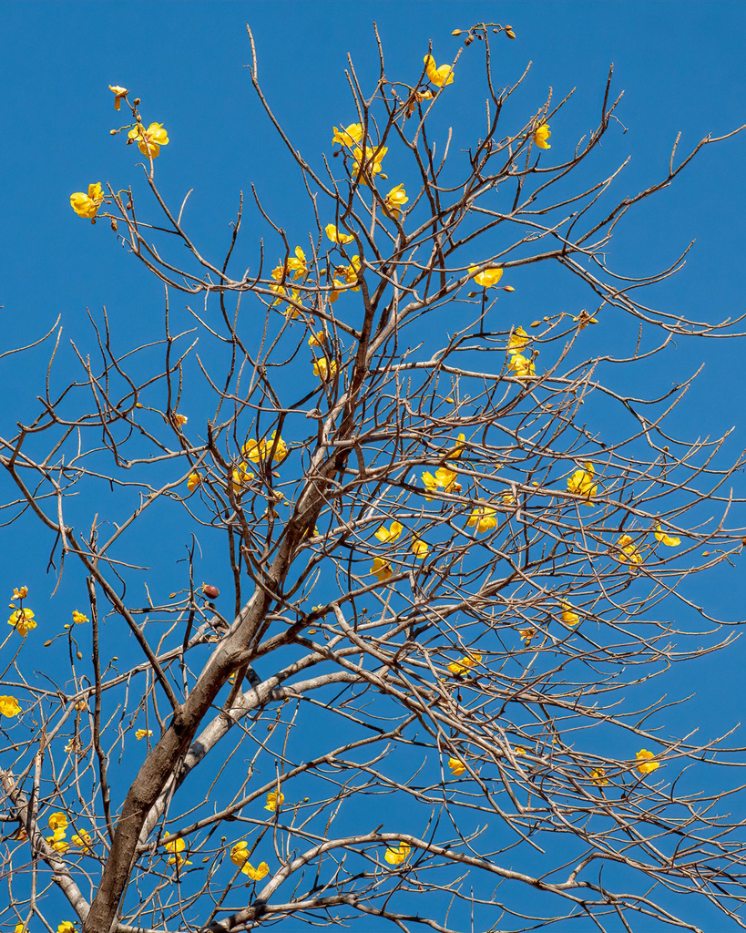 Buttercup Tree from Culiacán, Sin., México on March 29, 2023 at 11:46 ...