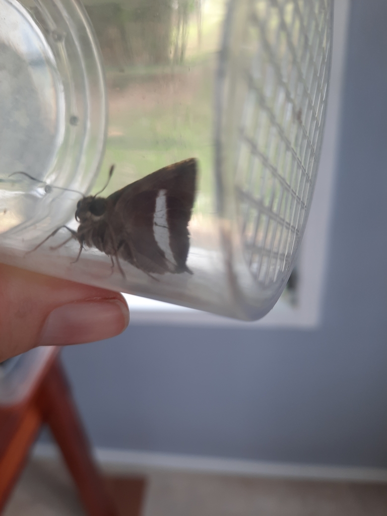 Common Banded Awl in January 2024 by tiffany_beachy · iNaturalist