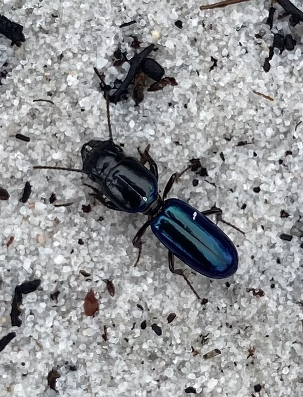 Carenum from Naree Budjong Djara National Park, North Stradbroke Island ...