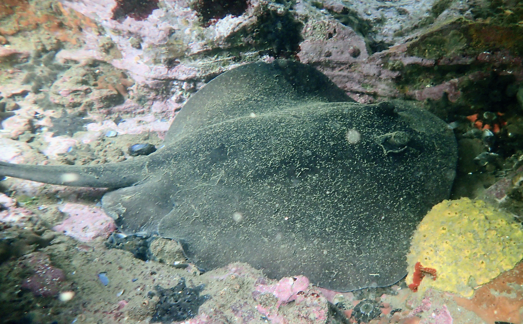 Eastern Shovelnose Stingaree from Hampton Beach, Victoria, Australia on ...