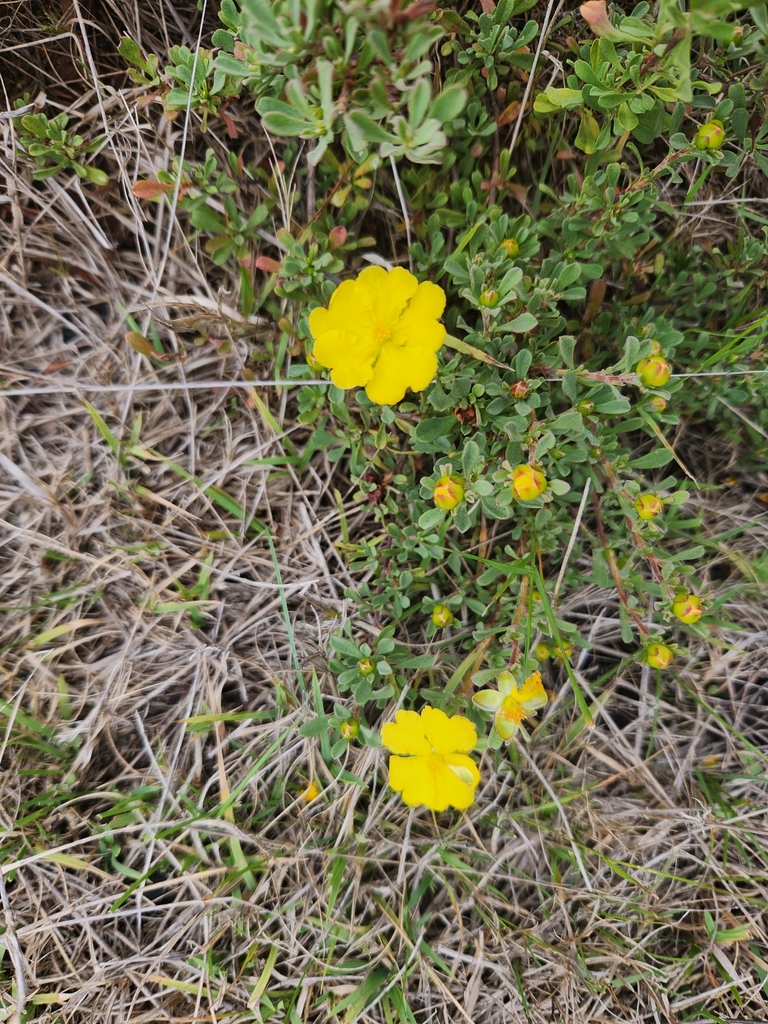 grey guinea flower from Newnes Plateau NSW 2790, Australia on January 6 ...