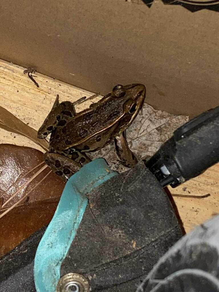 Southern Leopard Frog in December 2023 by duplin_nc. ecoEXPLORE ...