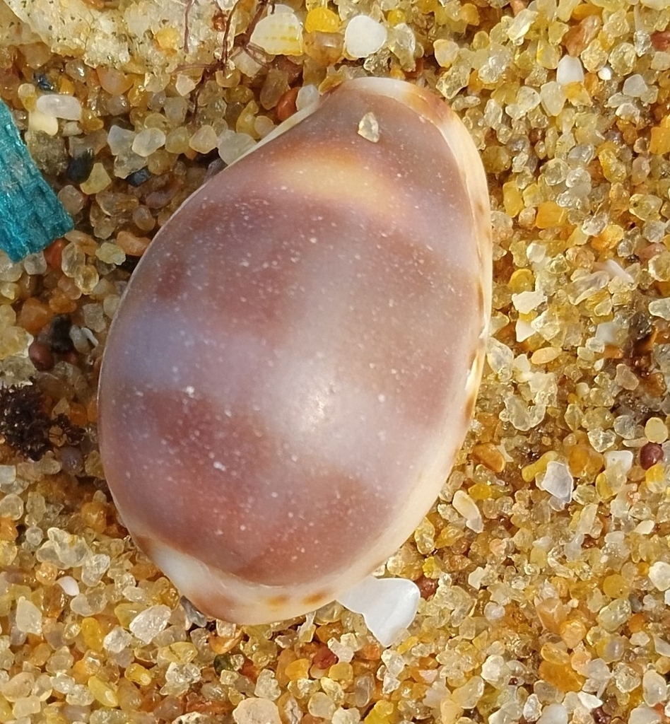 Cowries from Riyansh Residency,12-40/1, Chepaluppada, Mangamari Peta ...