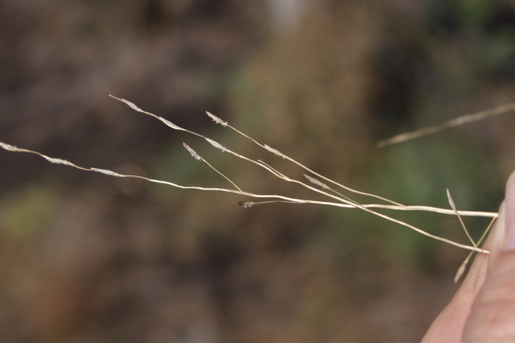 Finger Panic Grass from Wellcamp QLD 4350, Australia on August 23, 2017 ...