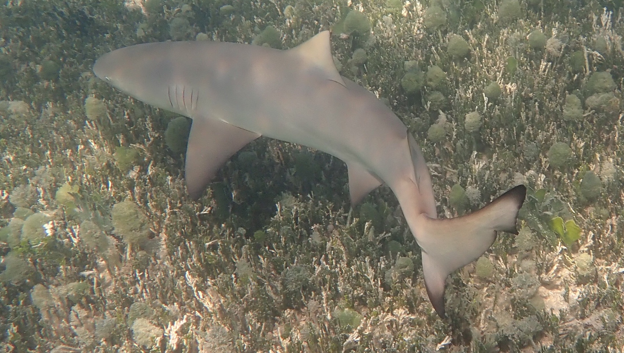 Lemon Shark Uk