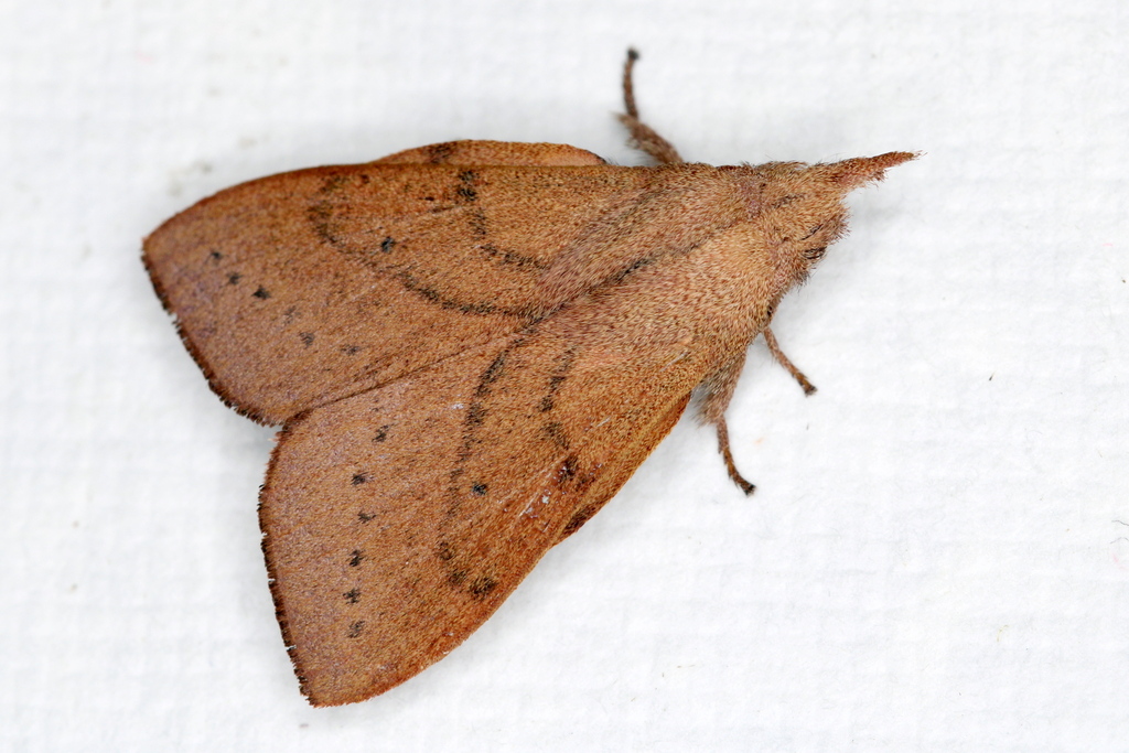 wattle snout moth from Sydney NSW, Australia on January 6, 2024 at 09: ...