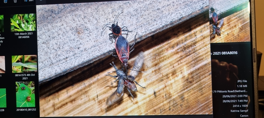 Insects from Netherdale QLD 4756, Australia on January 6, 2024 by ...