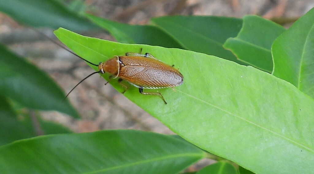 bush cockroach from Brisbane QLD, Australia on January 4, 2024 at 04:02 ...