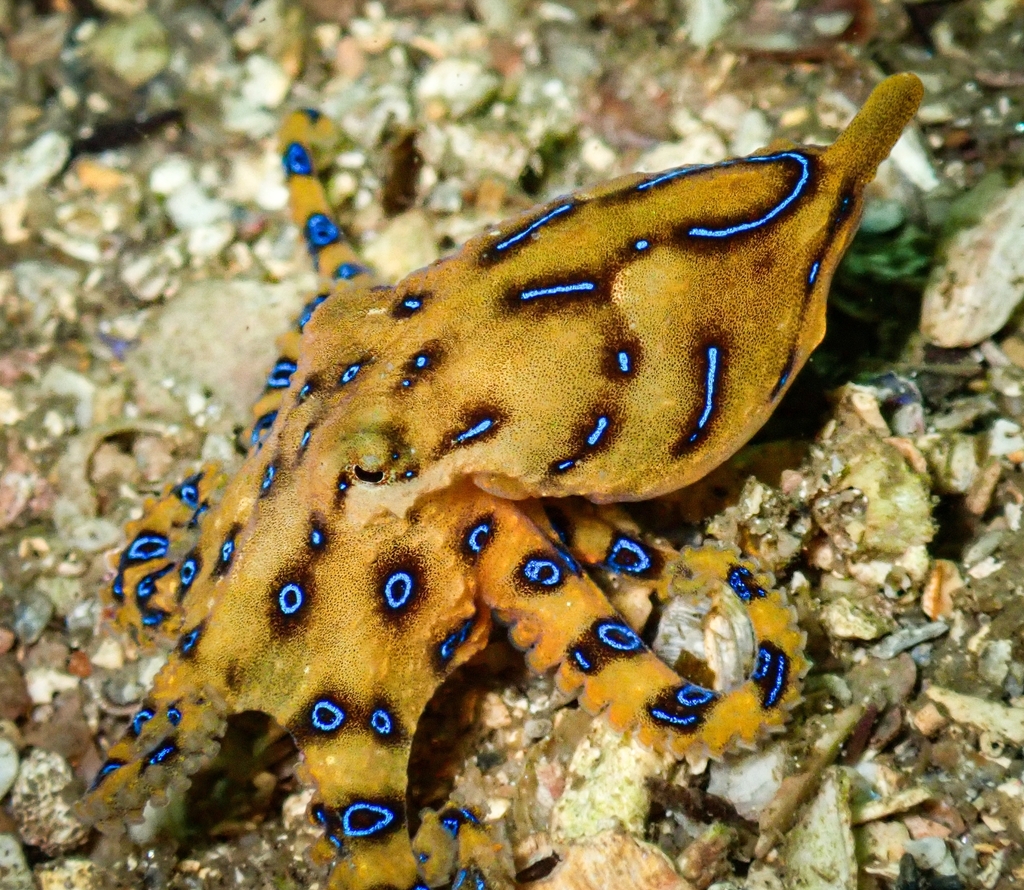 Blue-lined Octopus from Sydney NSW, Australia on January 6, 2024 at 09: ...