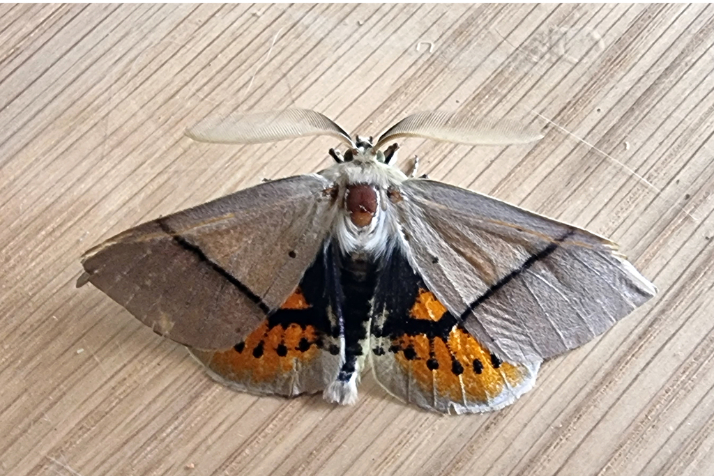 Fallen Bark Looper from Gordon VIC 3345, Australia on January 5, 2024 ...