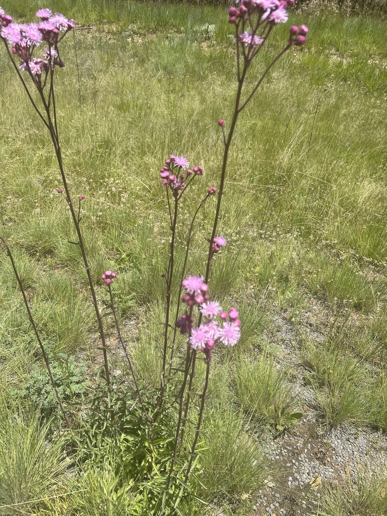 Pompom Weed from Msukaligwa Rural, Ermelo, MP, ZA on January 6, 2024 at ...