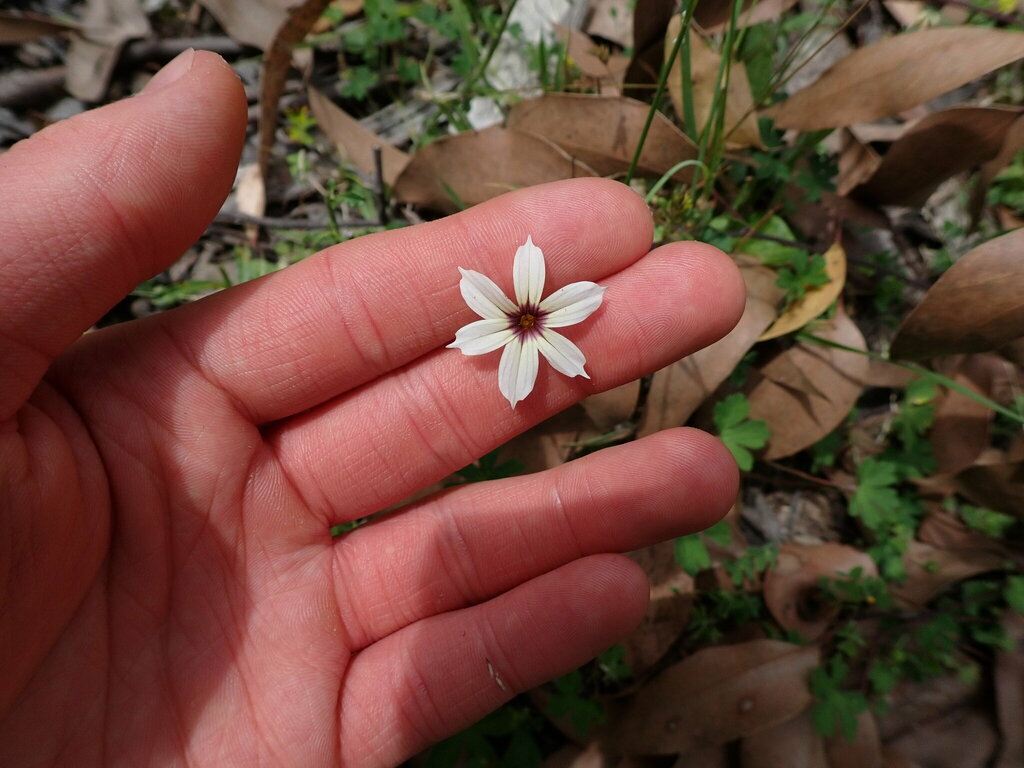 Blue Pigroot from Melbourne VIC, Australia on January 6, 2024 at 02:41 ...