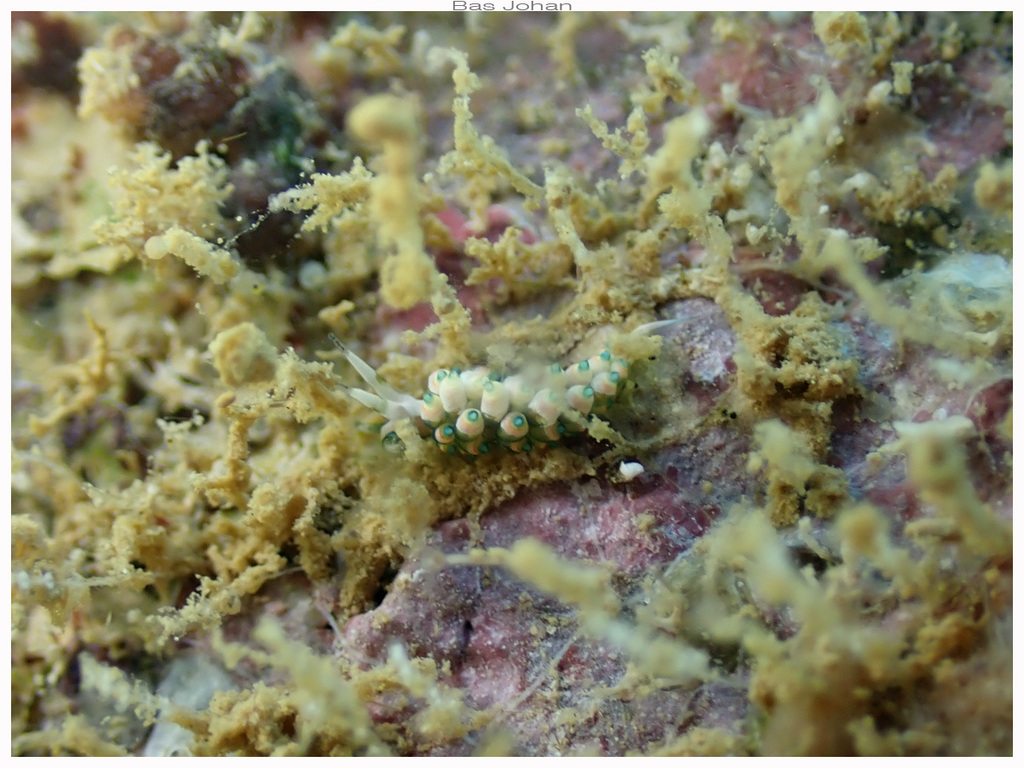 Eubranchus from Ouémo, Nouméa, Nouvelle-Calédonie on December 31, 2023 ...