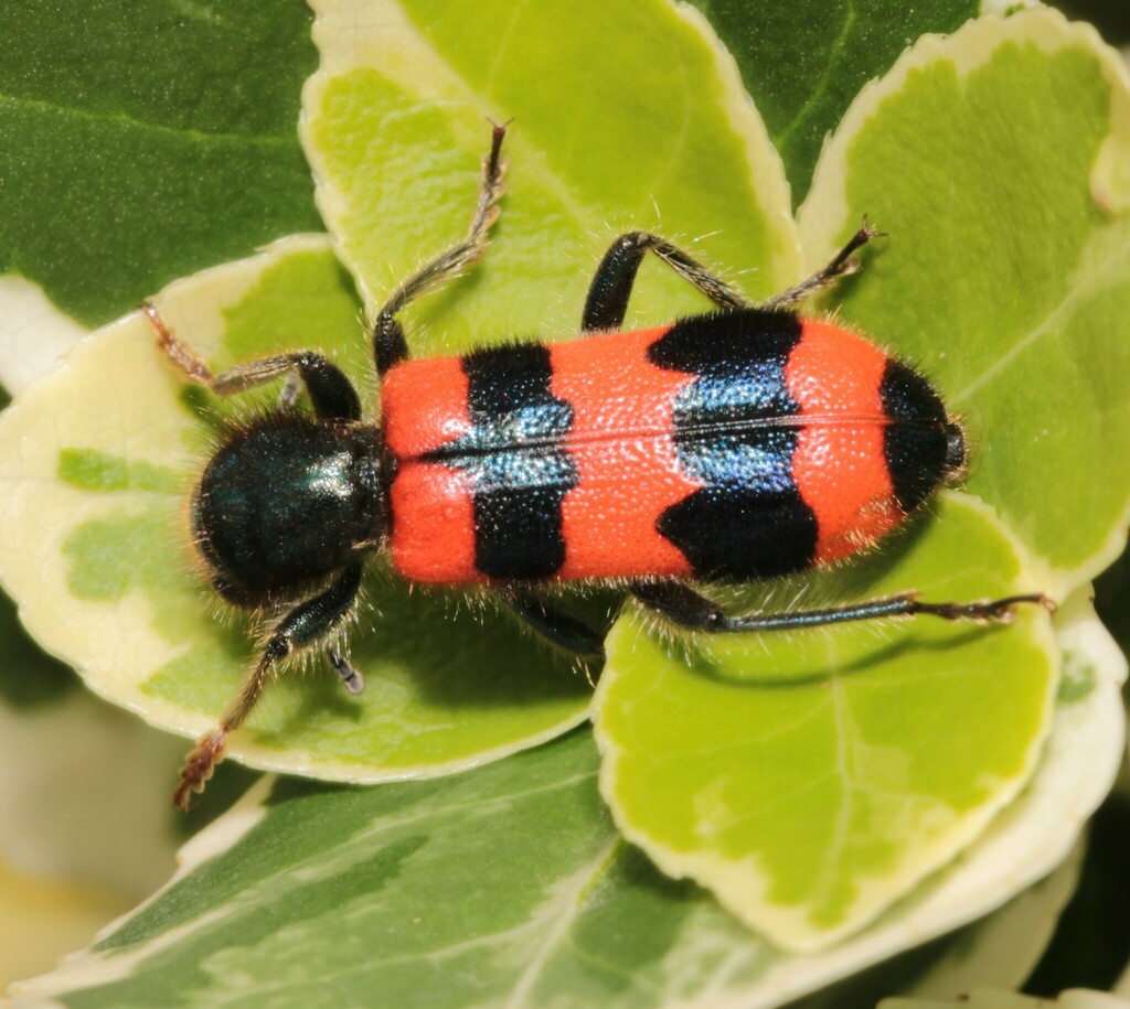 Bee-eating Beetle from Perkáta kert on June 7, 2023 at 12:08 PM by ...