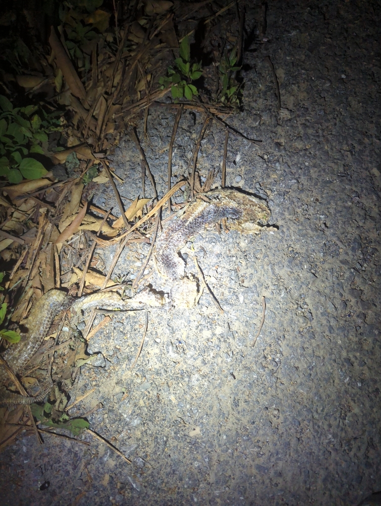 Asian Sunbeam Snake in January 2024 by Adam Aslam · iNaturalist