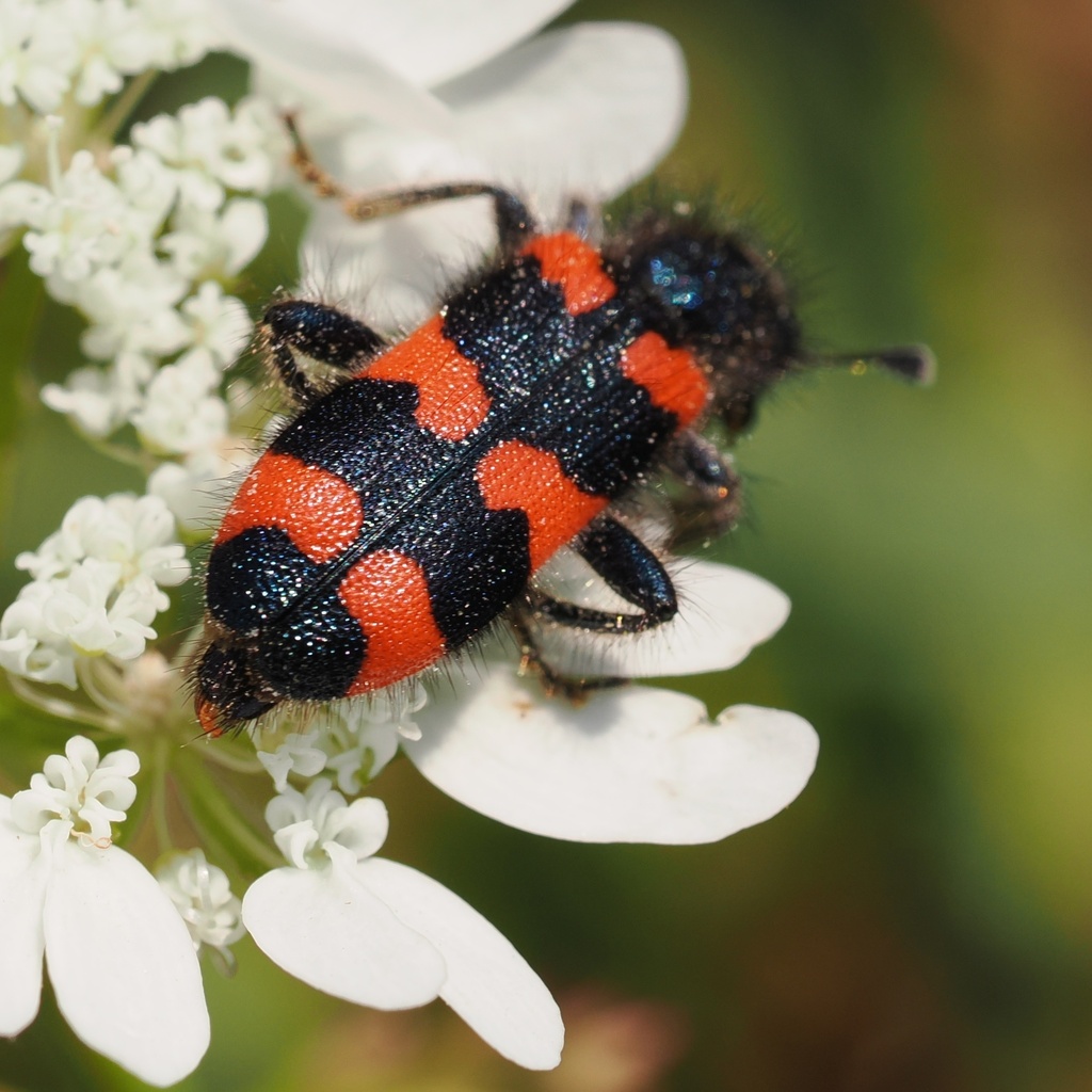 Bee-eating Beetle from Velestovo, North Macedonia on July 10, 2023 at ...