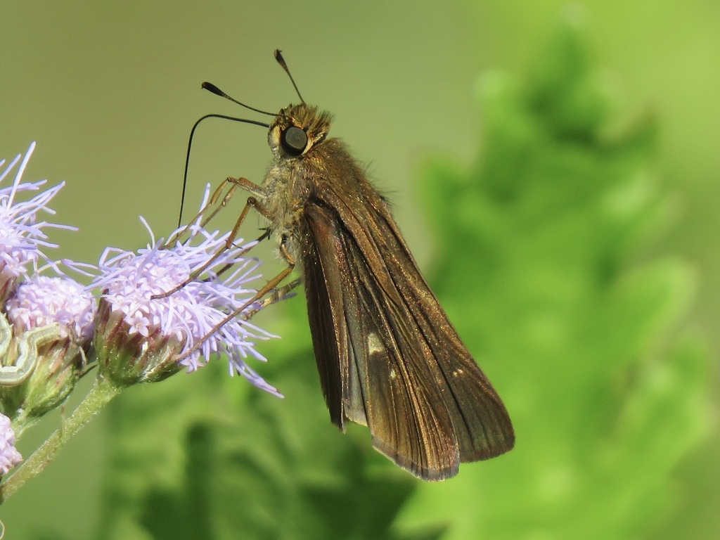 Ocola Skipper from UTRGV butterfly garden on January 5, 2024 at 02:15 ...