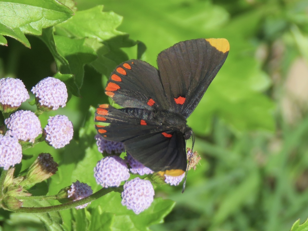 Red-bordered Pixie from UTRGV butterfly garden on January 5, 2024 at 02 ...