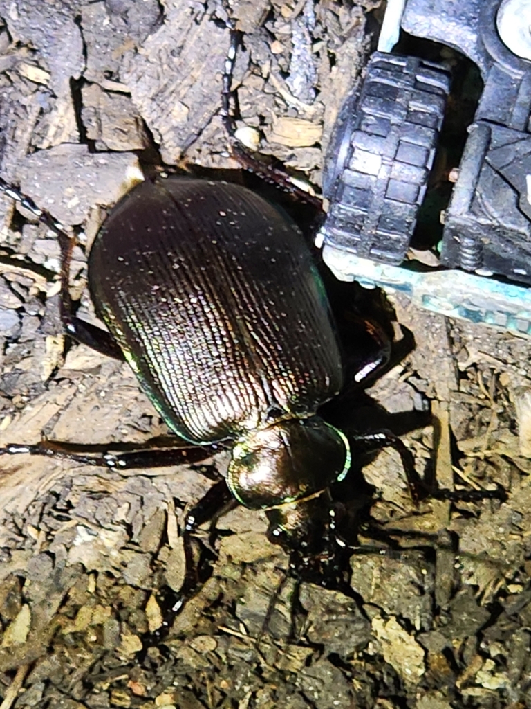 Green Carab Beetle from Baralaba QLD 4702, Australia on January 6, 2024 ...