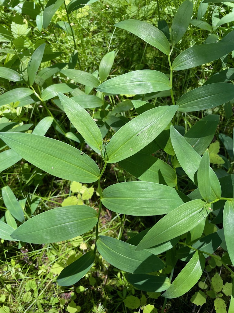 star-flowered lily-of-the-valley in June 2023 by Tom Scavo. At Lucy ...