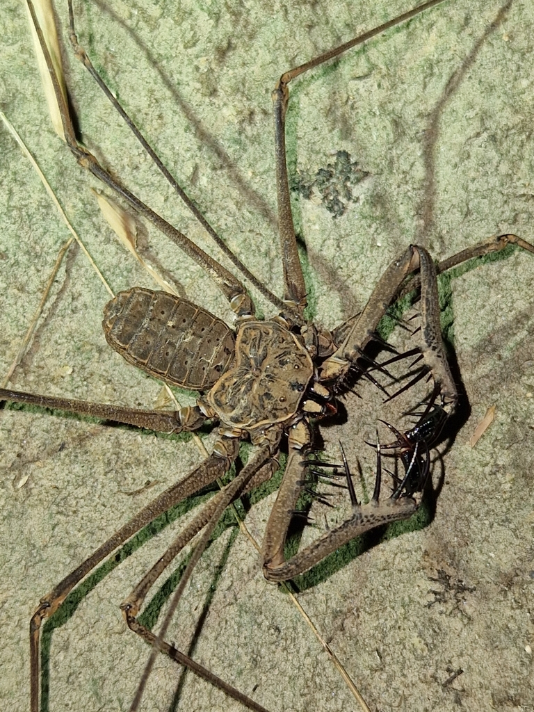 Heterophrynus batesii from San Francisco, Antioquia, Kolumbien on ...