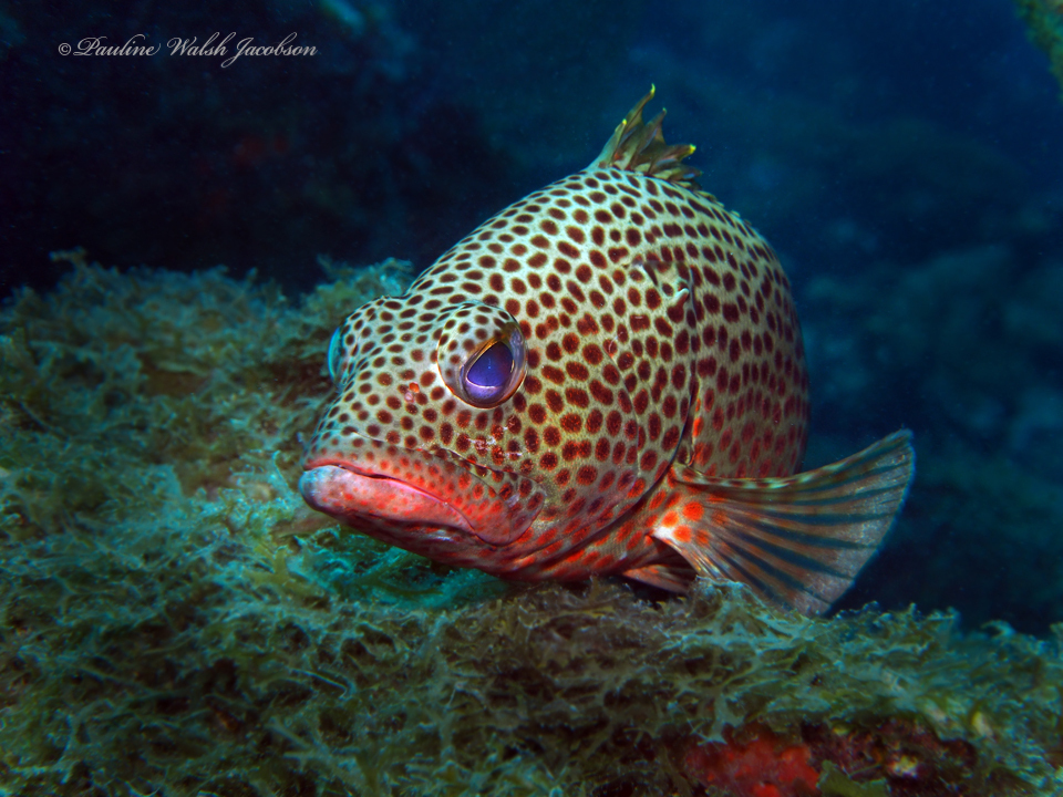 Red Hind from St John 00830, USVI on January 2, 2017 at 09:56 AM by ...