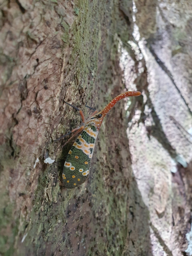 Litchi Lantern Bug from Lao Ngarm, Laos on January 6, 2024 at 10:25 AM ...