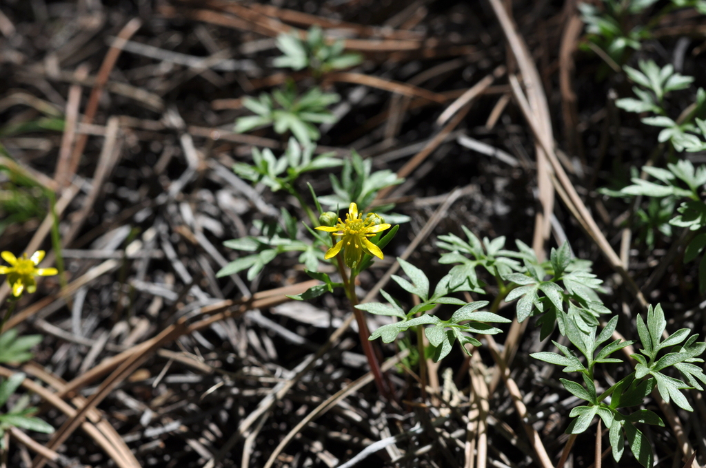 Tadpole buttercup from Boulder County, CO, USA on May 2, 2014 at 10:45 ...