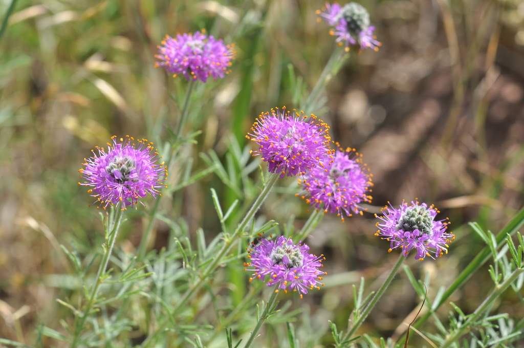 purple prairie clover from Boulder County, CO, USA on June 24, 2016 at ...