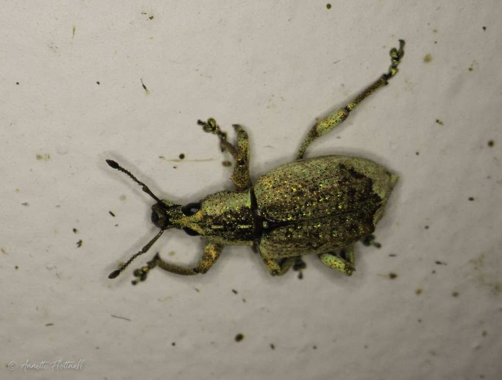 Broad-nosed Weevils from Guanacaste Province, Costa Rica on January 5 ...