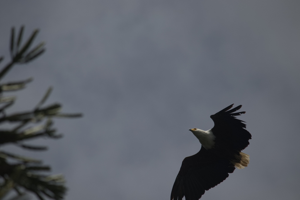 African Fish-Eagle from Mankozi, South Africa on 22 December, 2023 at ...