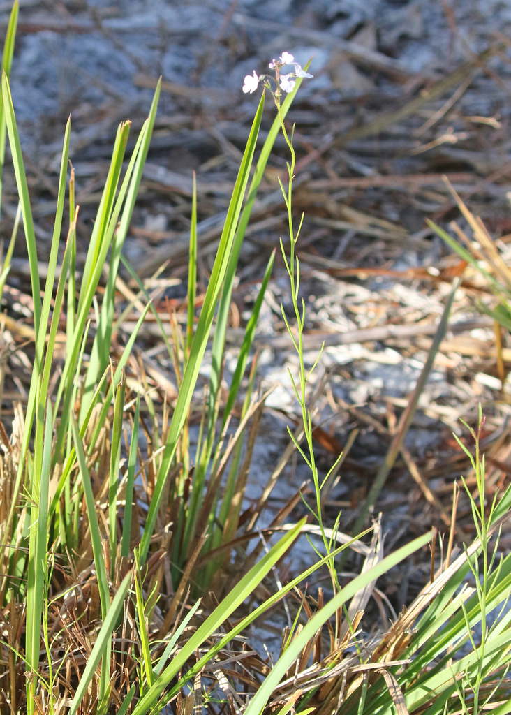 Florida toadflax from Polk County, FL, USA on January 1, 2024 at 09:57 ...