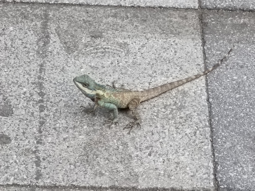 Siamese Blue Crested Lizard from Phrom Phong กรุงเทพมหานคร Thailandia ...