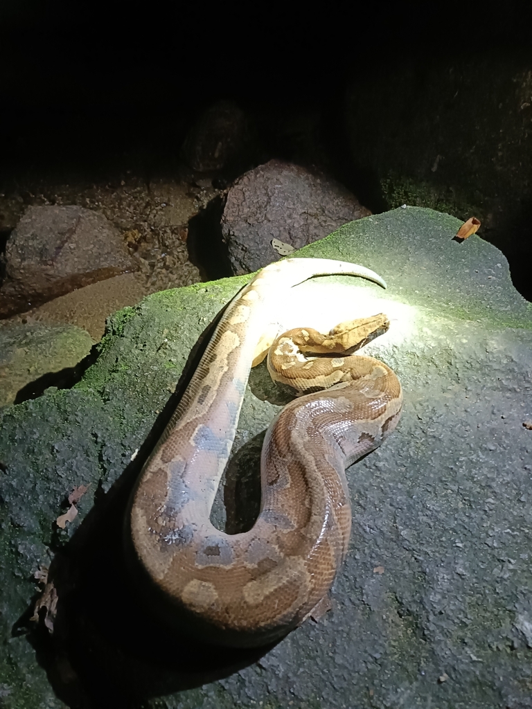 Malaysian Blood Python from W8MF+Q5C, Kathu, Kathu District, Phuket ...