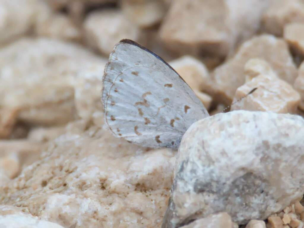 Udara drucei from North Fly District, Western Province, Papua New ...