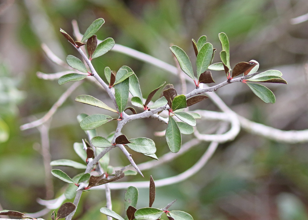 Tough Bully from Polk County, FL, USA on January 1, 2024 at 11:12 AM by ...