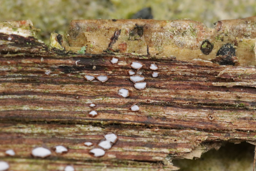 Propolis farinosa from 45 Gladbeck, Germany on January 6, 2024 at 02:05 ...