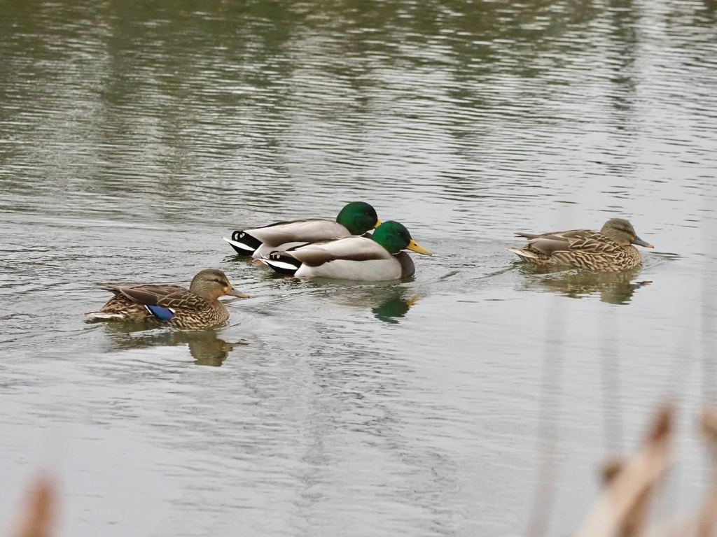 Mallard from Logan, Ann Arbor, MI 48105, USA on January 3, 2024 at 01: ...