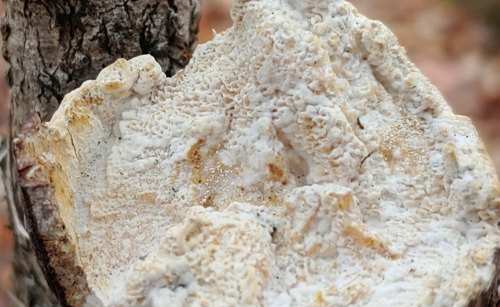 Milk-white Toothed Polypore from Dekalb County, GA, USA on January 5 ...