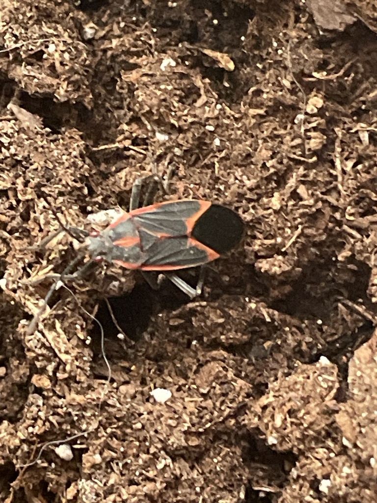 Eastern Boxelder Bug in January 2024 by Jonathan Sowers. In the pot for ...
