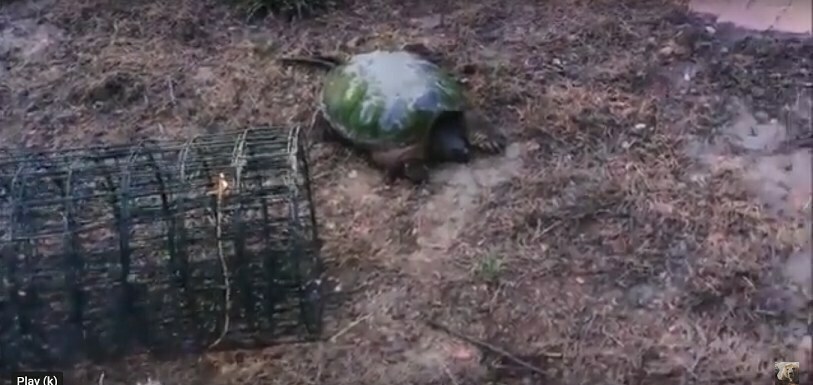Common Snapping Turtle from Powder River County, MT, USA on June 30 ...