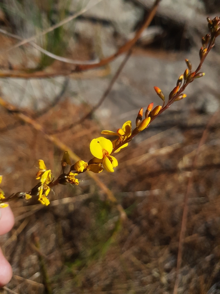 native broom from Kenwick WA 6107, Australia on January 6, 2024 at 04: ...
