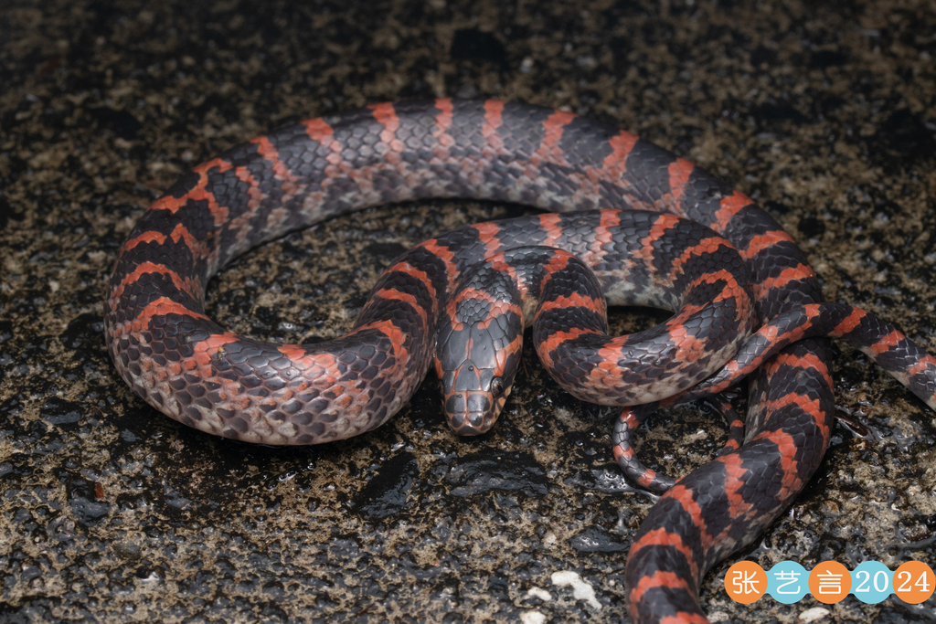 Red-banded Snake from 中国六安市金寨县天堂寨镇天堂寨（国家级自然保护区、国家森林公园、国家地质公园）—天马国家级自然保护 ...