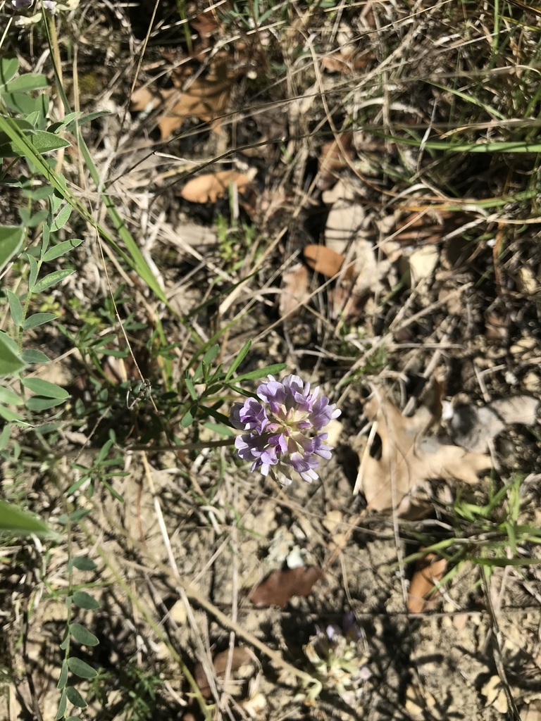 Faboideae from Meridian State Park, Meridian, TX, US on April 9, 2019 ...