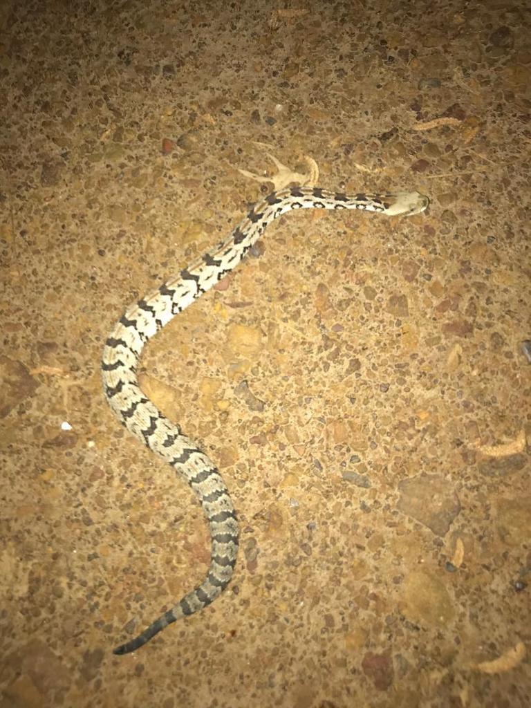 Timber Rattlesnake from marion county tx on April 09, 2019 at 09:50 PM ...