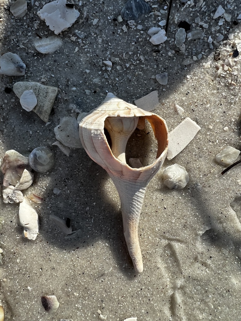 Lightning Whelk from De Soto National Memorial, Bradenton, FL, US on ...